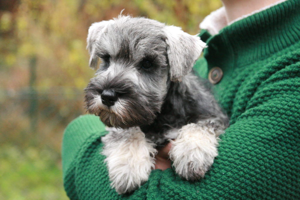 Chiots Schnauzer nain à vendre POIVRE ET SEL 2024