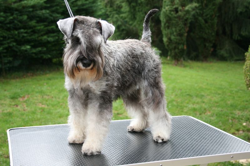 Chiots schnauzer nain poivre et sel 2019 nés le 27 mai